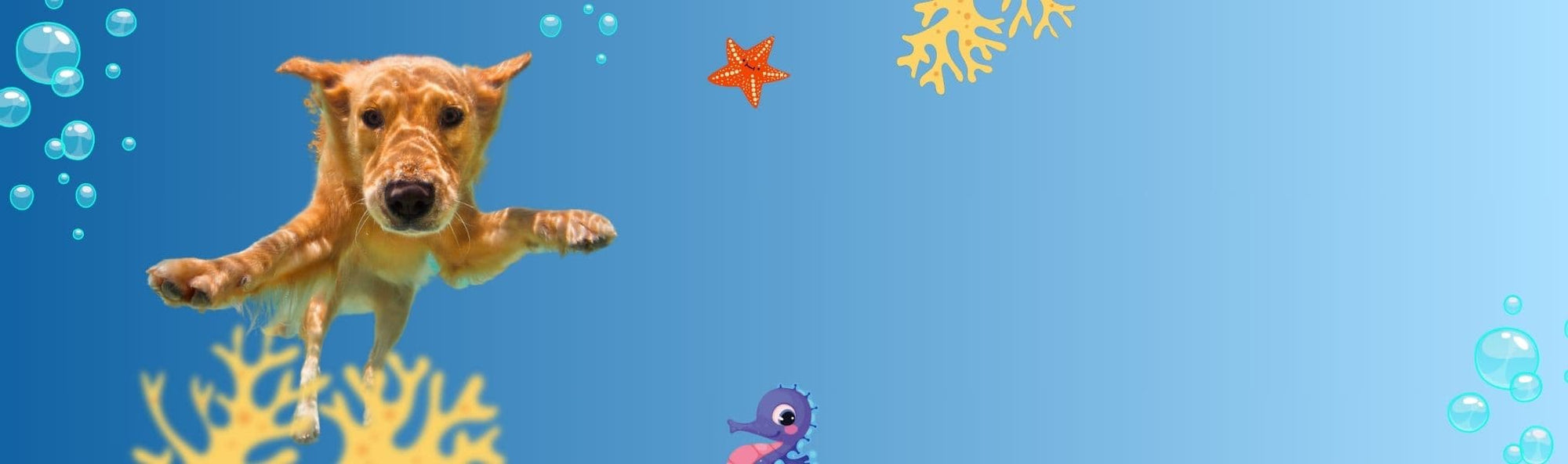 Aqua Paws Dog Subscription Theme Box