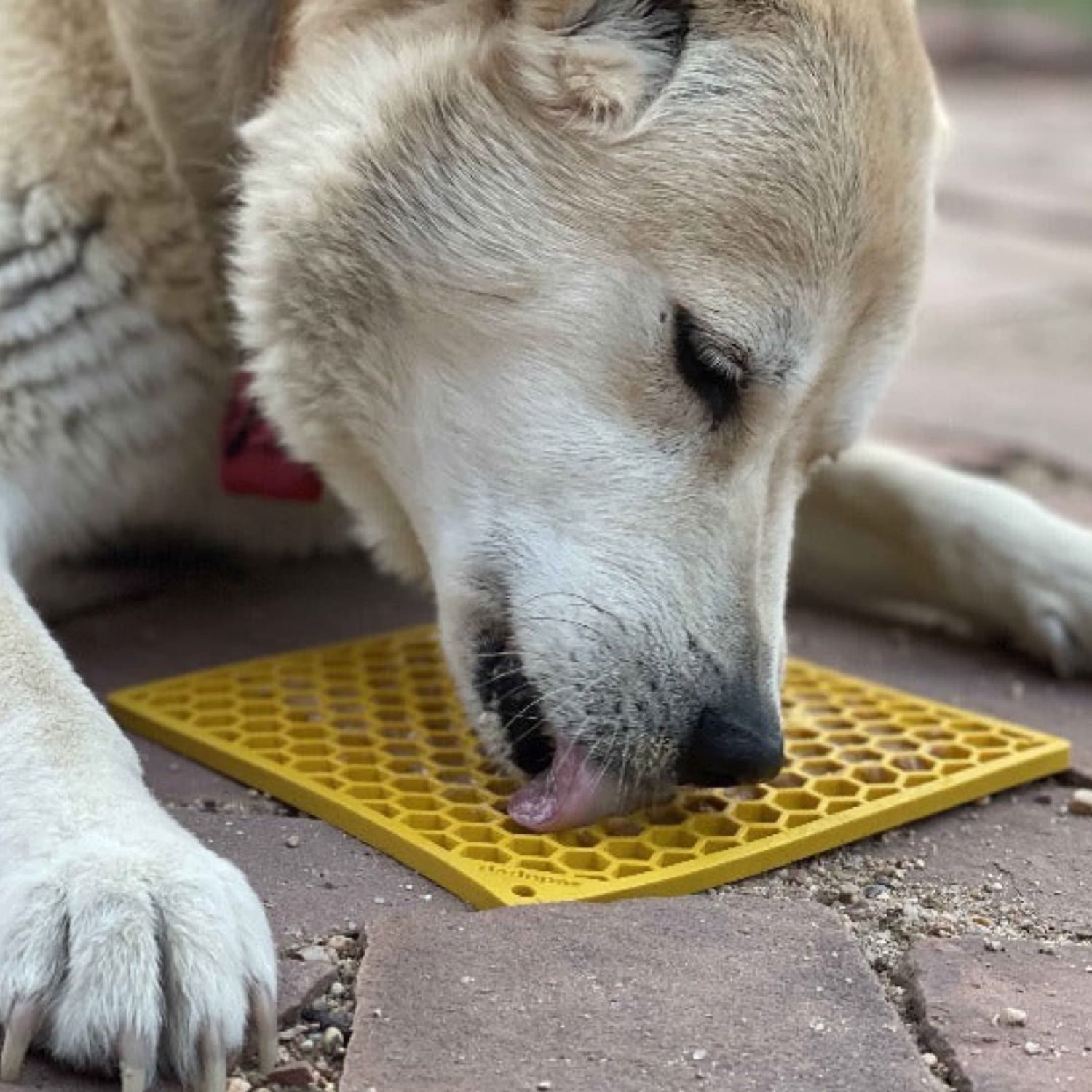 20 Best Homemade Dog Lick Mat Recipe Ideas